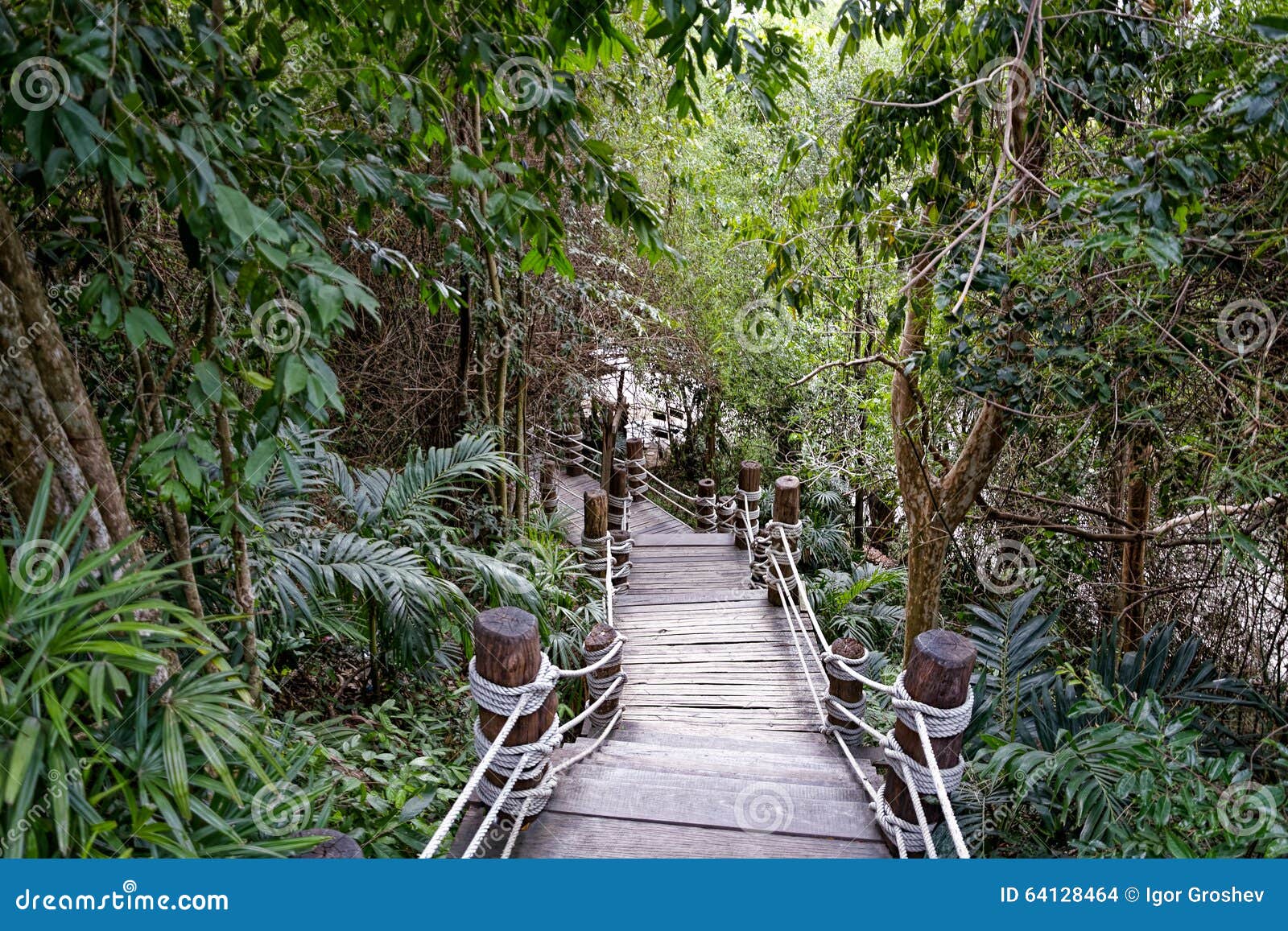 Pathway in the Tropical Forest Stock Photo - Image of rainforest ...