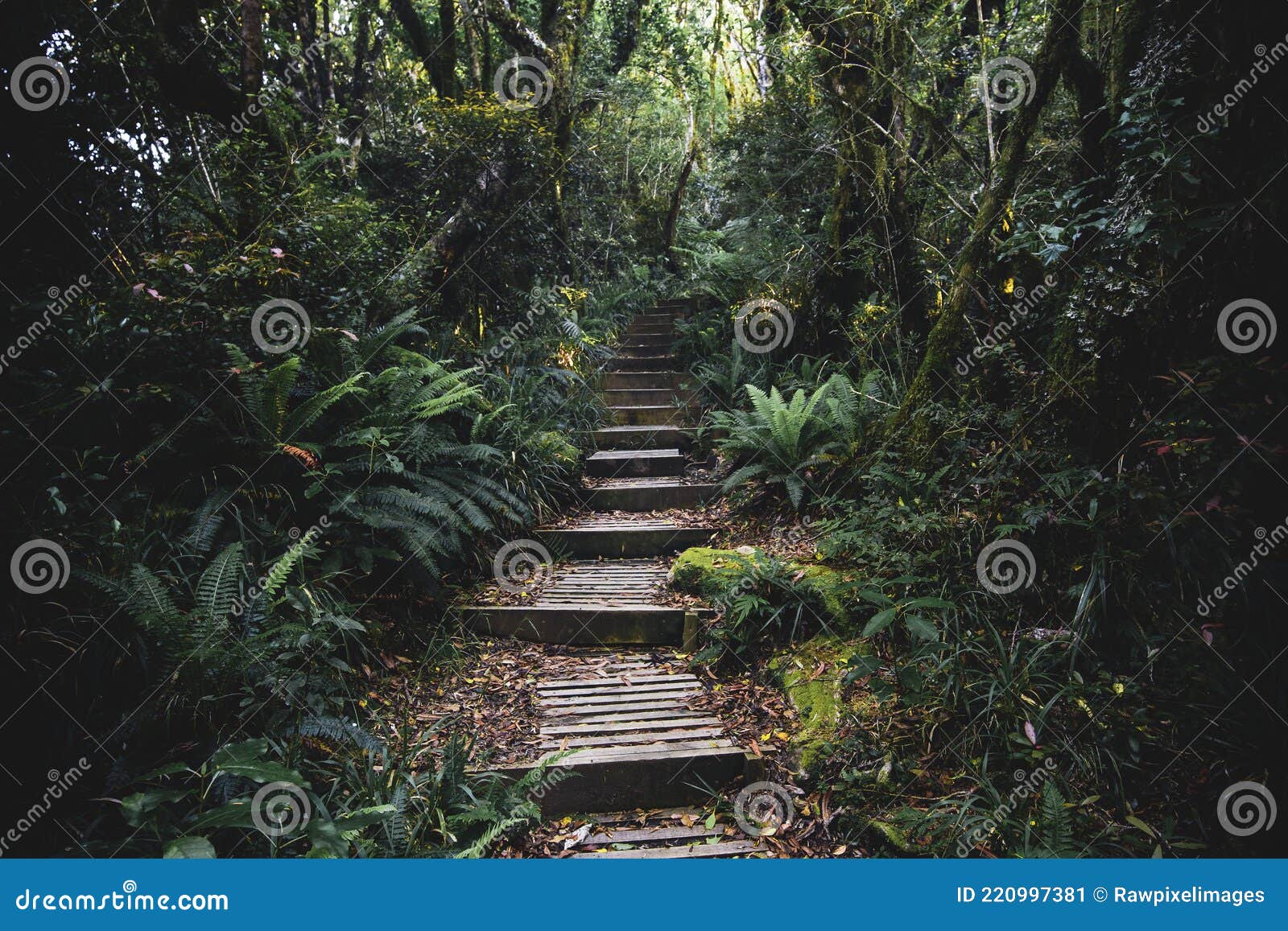 Pathway in a Tropical Jungle Stock Image - Image of scenic, travel ...