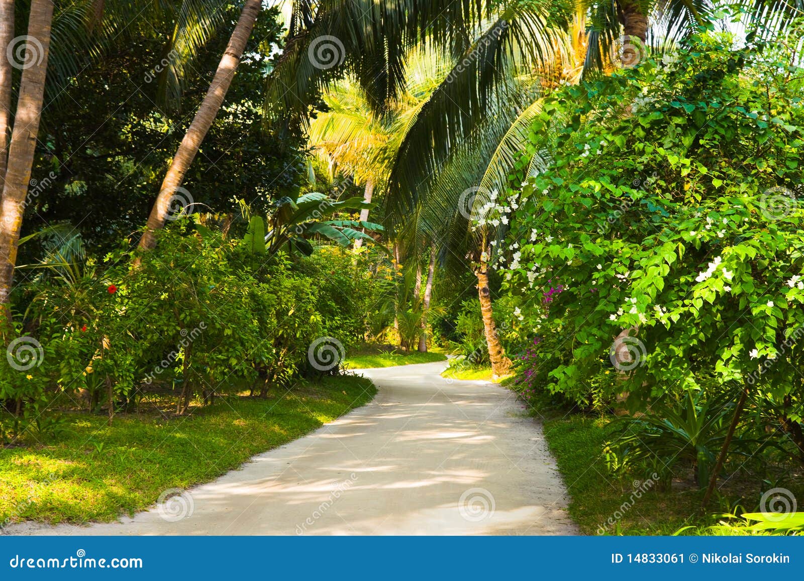 Pathway in tropical park stock image. Image of leaf, flower - 14833061