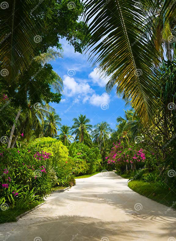 Pathway in tropical park stock image. Image of island - 9221825