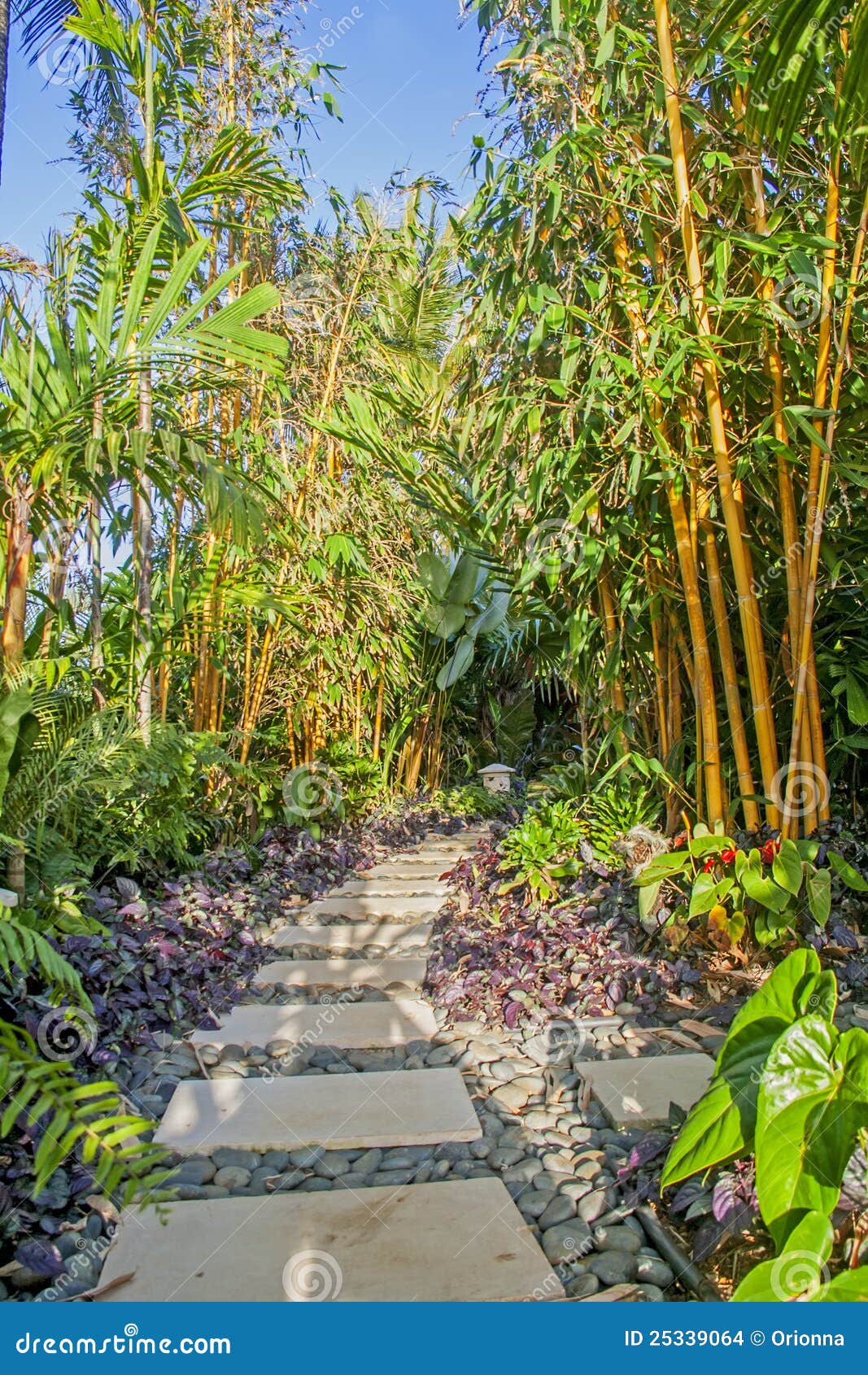 Pathway in Tropical Park, Vertical Picture Stock Photo - Image of ...