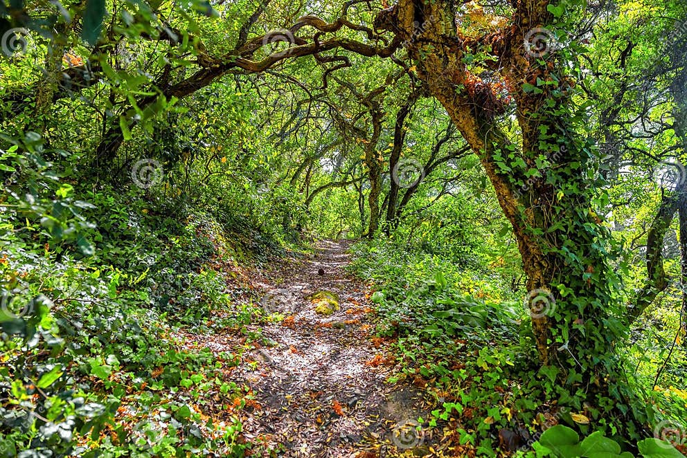 Pathway Trough a Wild Forest Stock Image - Image of grove, branches ...