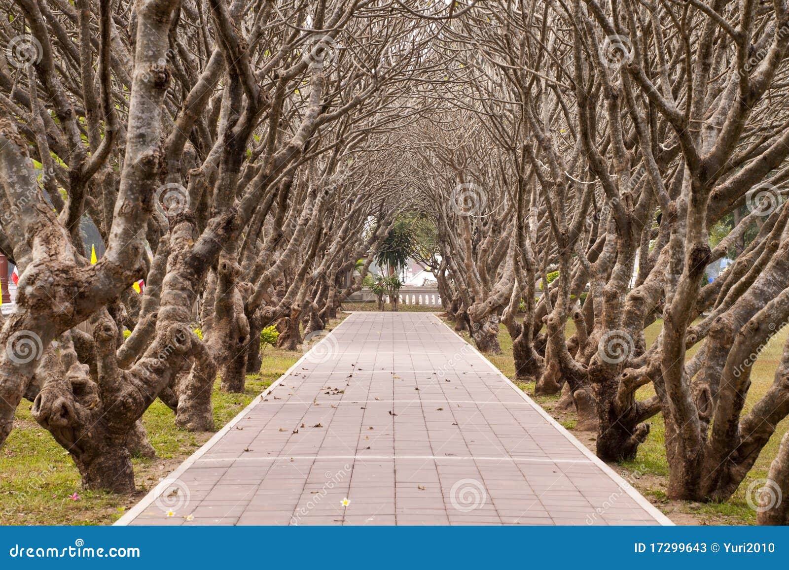 Pathway and Tunnel tree stock image. Image of passage - 17299643