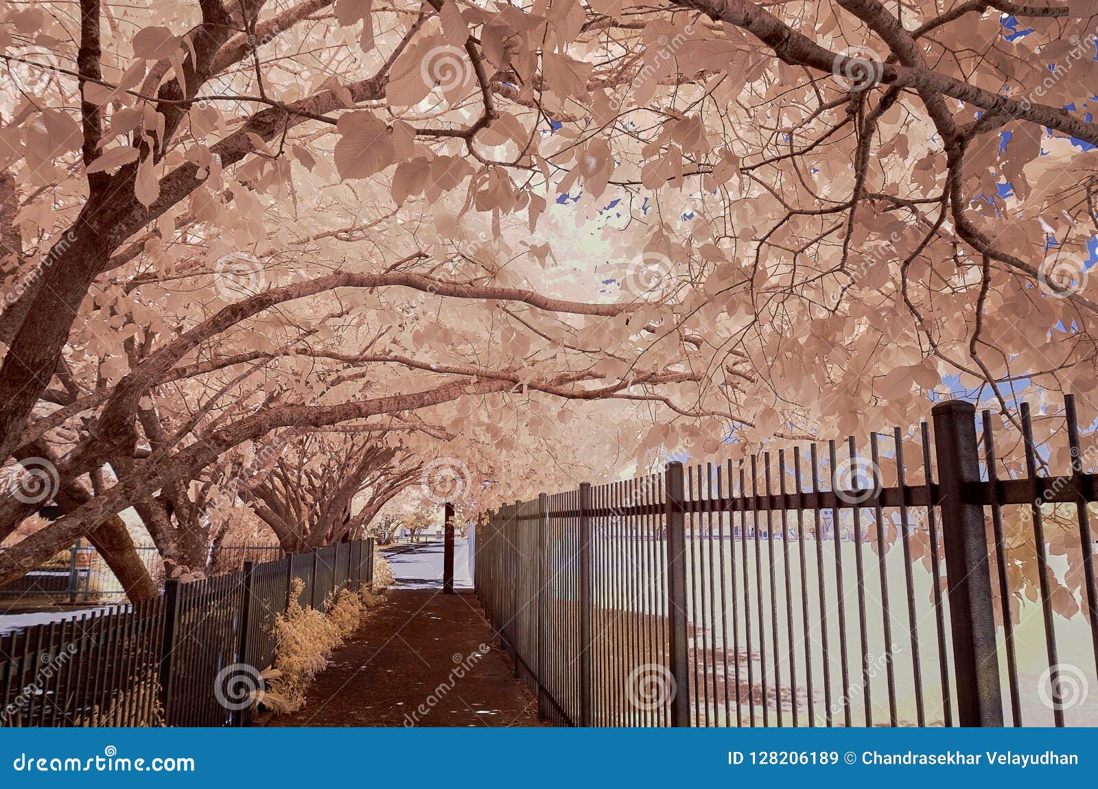 A Pathway Under a Canopy of Trees Taken with an Infrared Modified ...