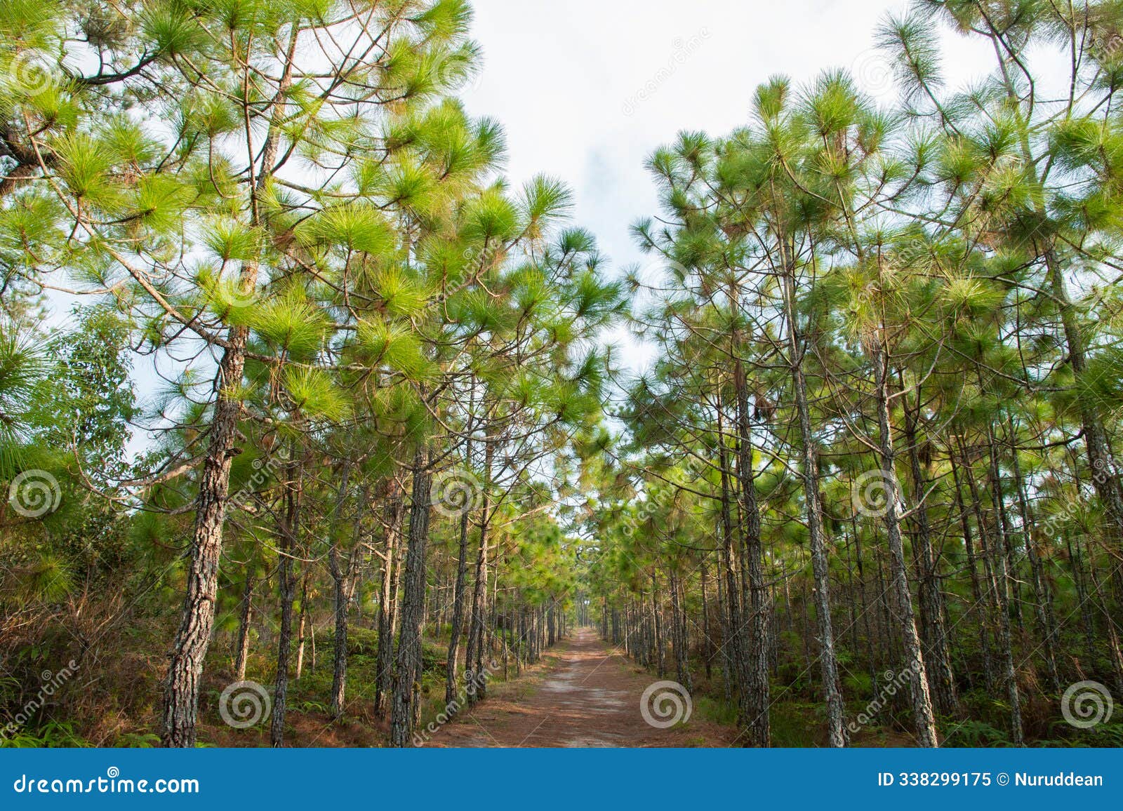 Pathway Under the Pine Tree in the Forest Stock Image - Image of ...