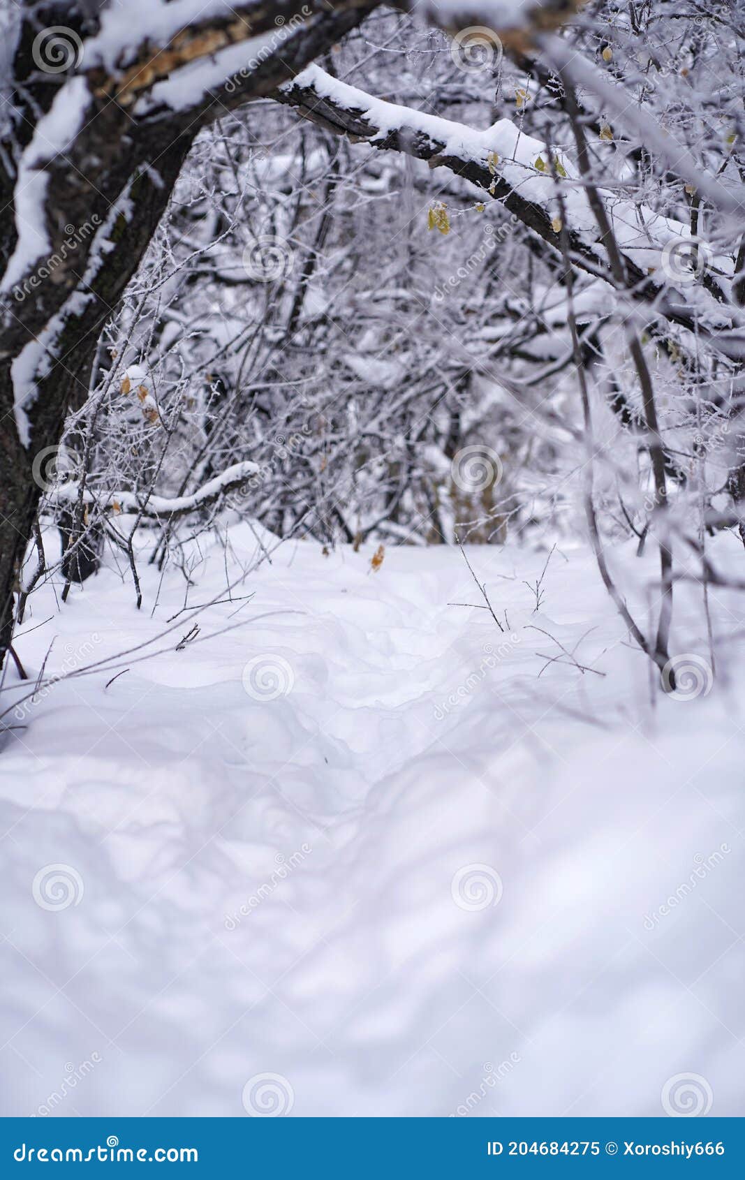 Pathway Under Snow and Ice, Winter Forest Stock Image - Image of tree ...