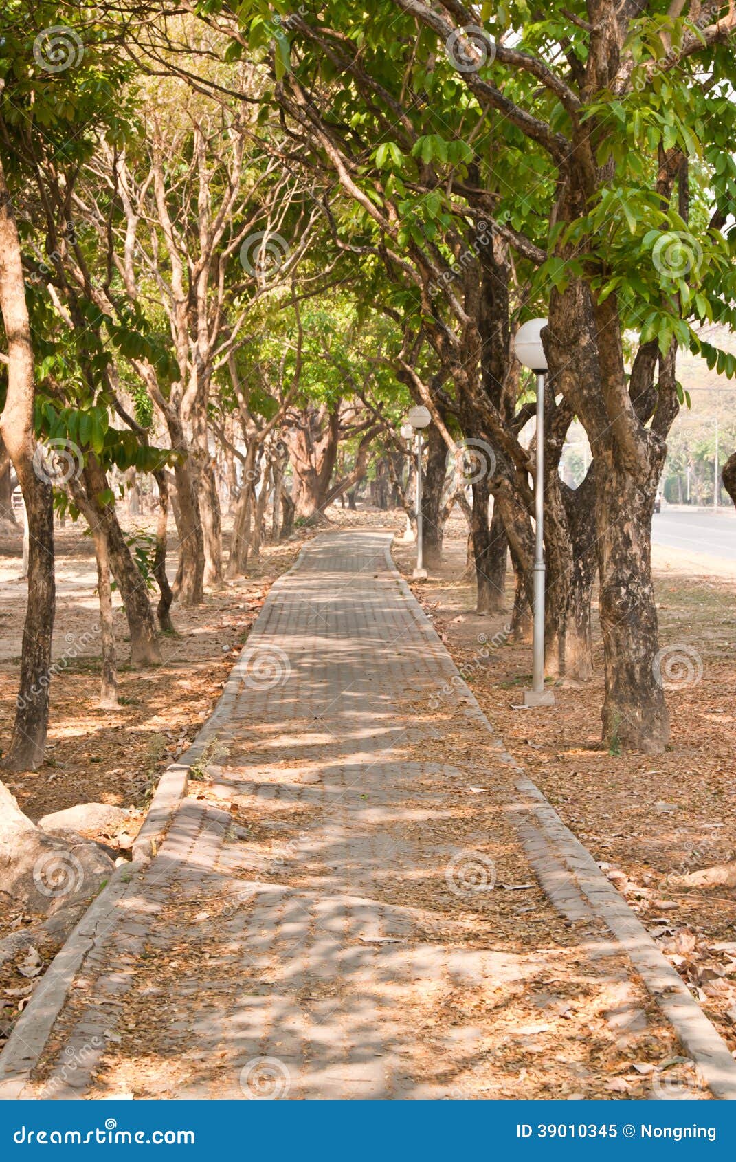 Pathway Under The Trees Stock Image | CartoonDealer.com #39010345