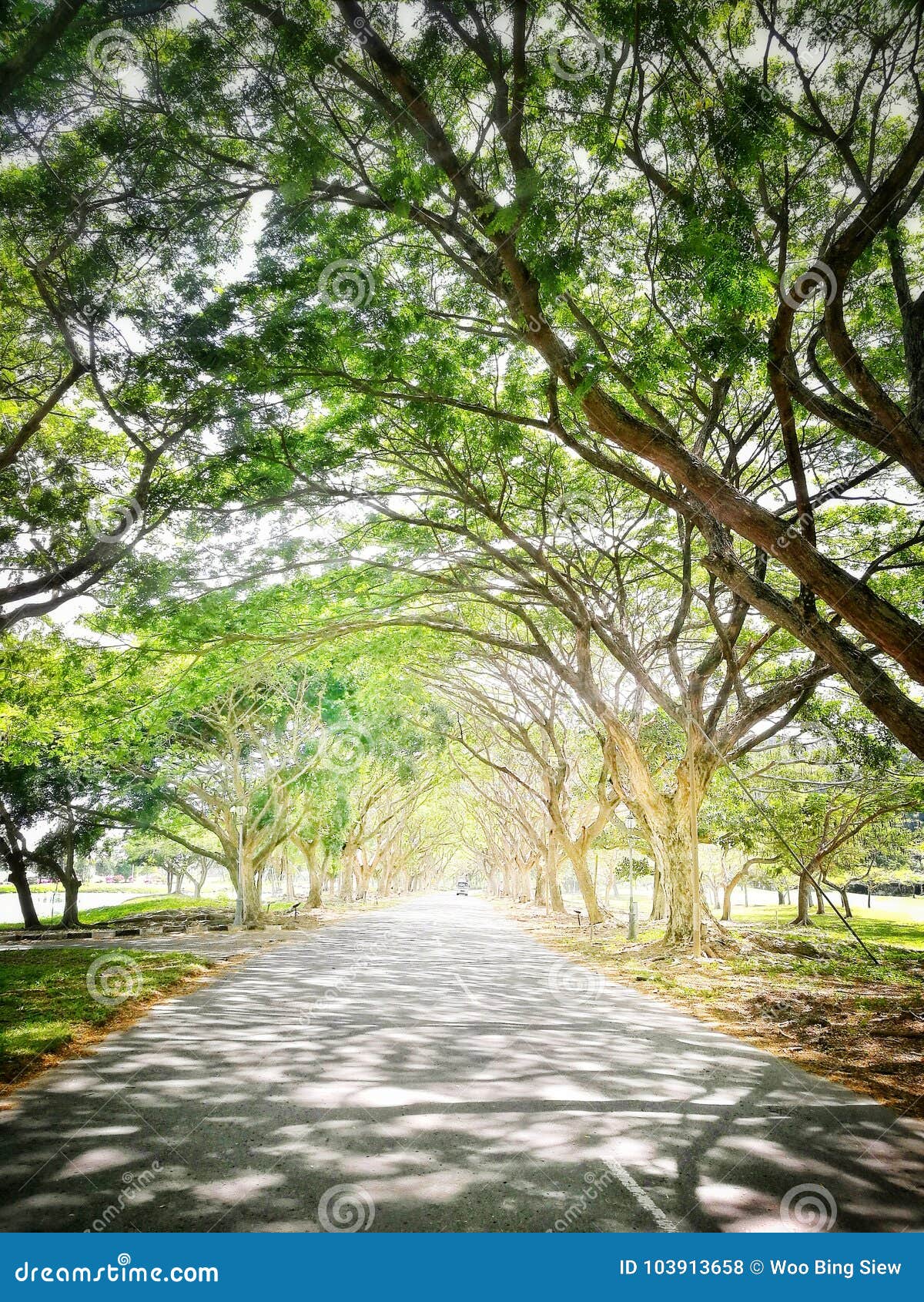 Pathway Under The Trees Stock Photo | CartoonDealer.com #107433198