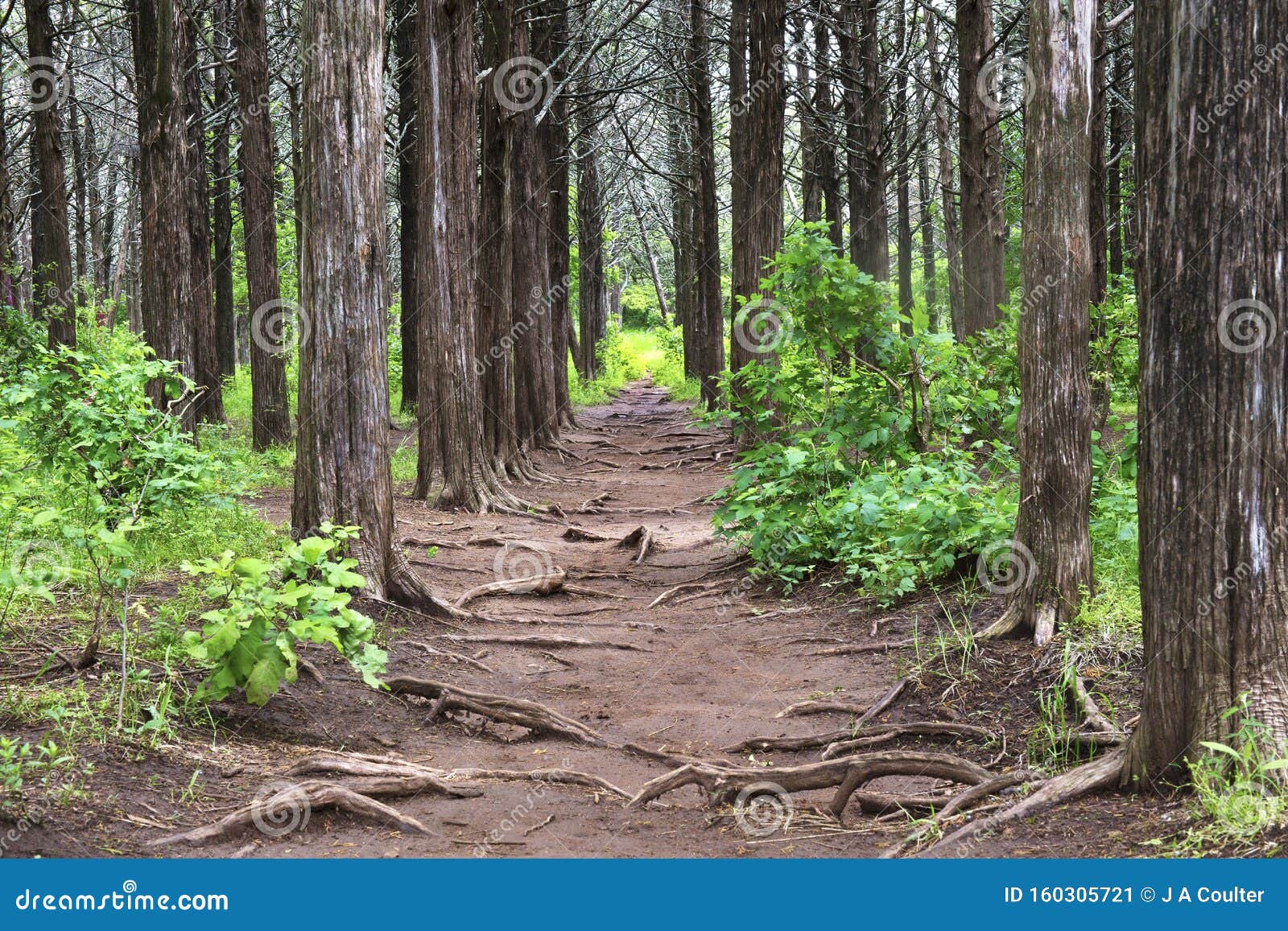Pathway through the Understory of Tall Trees Stock Image - Image of ...
