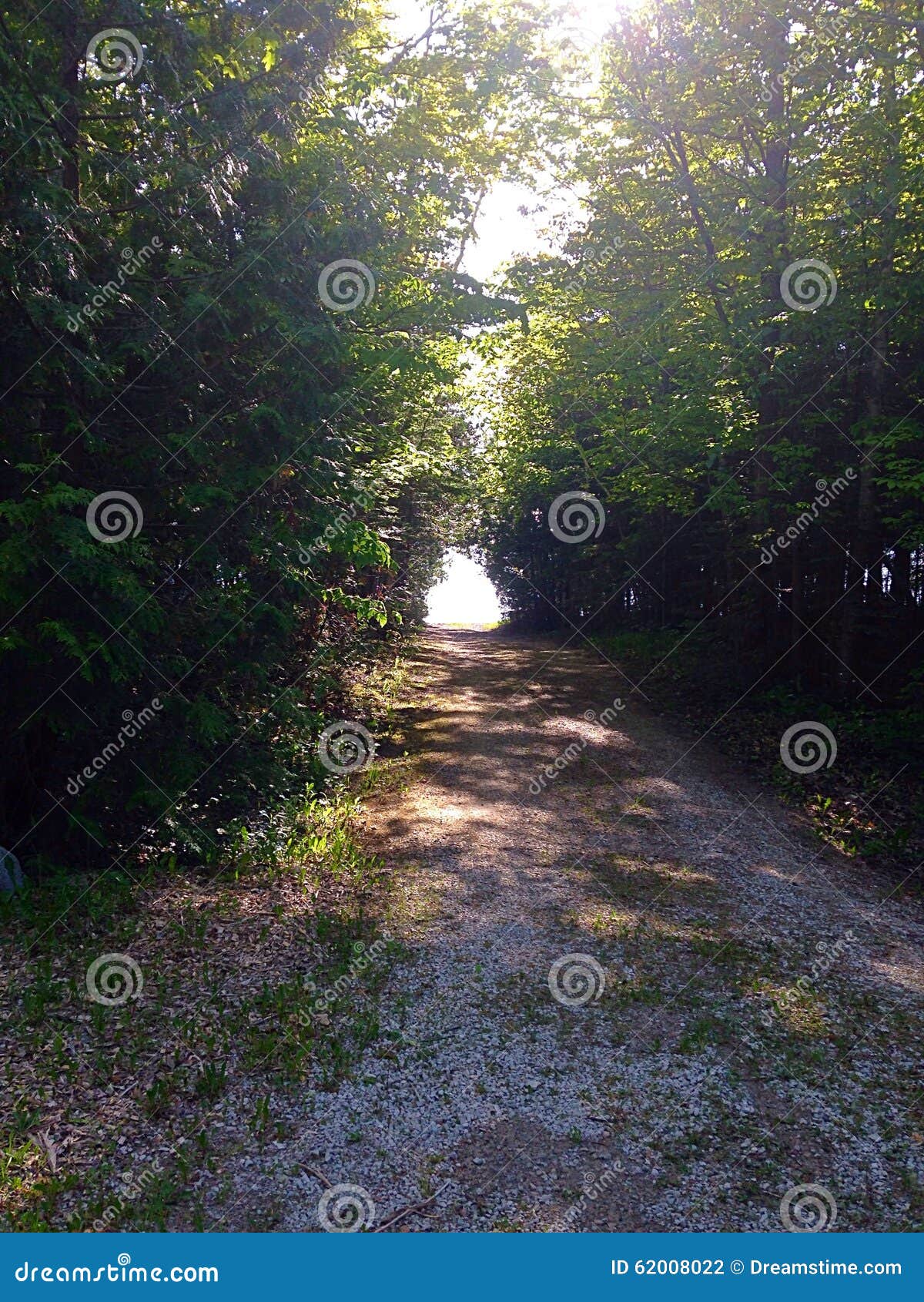 Pathway into unknown stock photo. Image of pathway, forest - 62008022