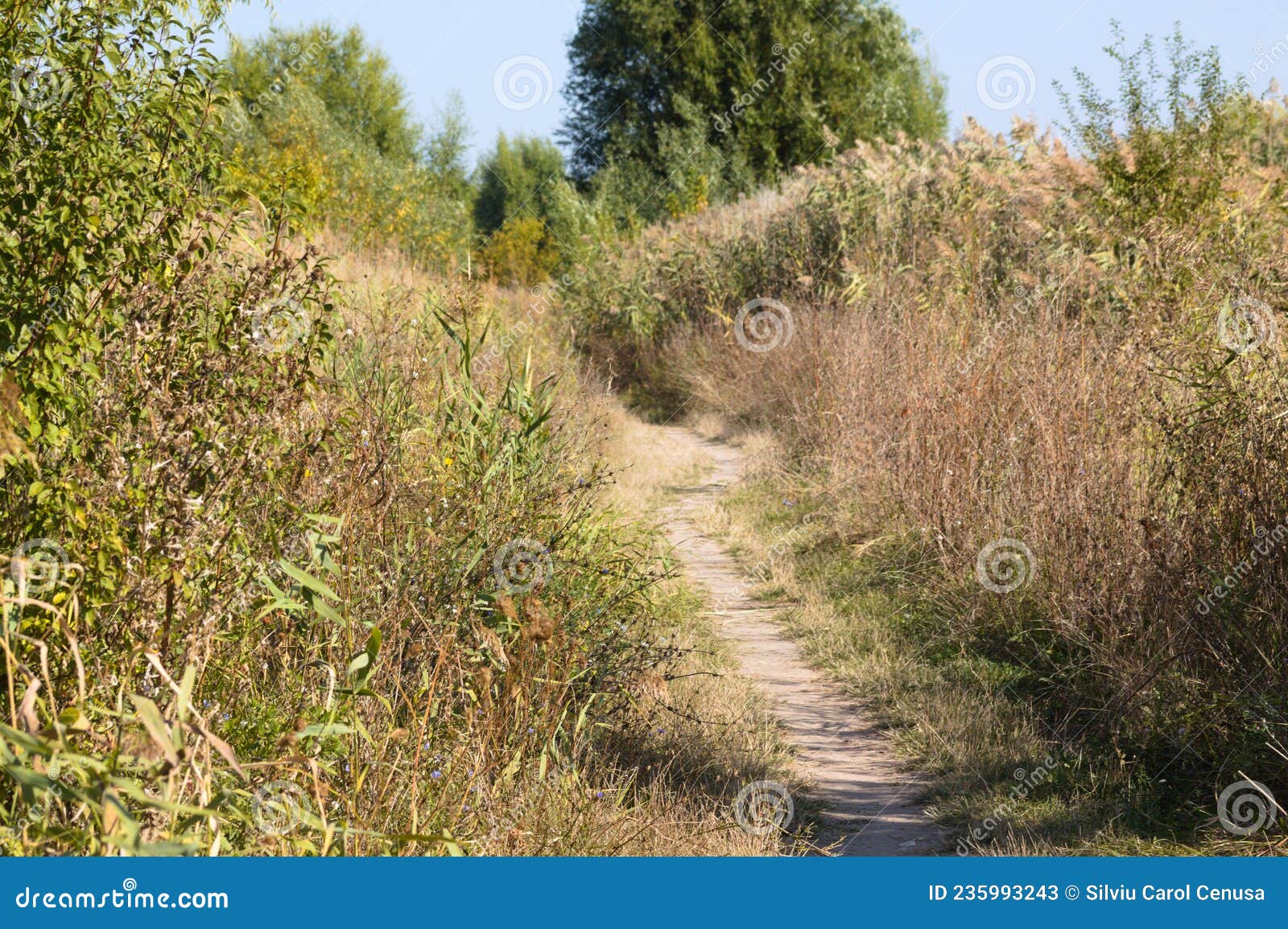 Pathway between Vegetation and Trees Landscape View of Stock Image ...