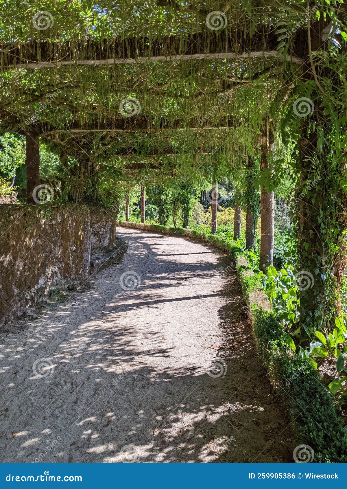 Pathway with Vines Growing on the Ceiling Stock Photo - Image of road ...