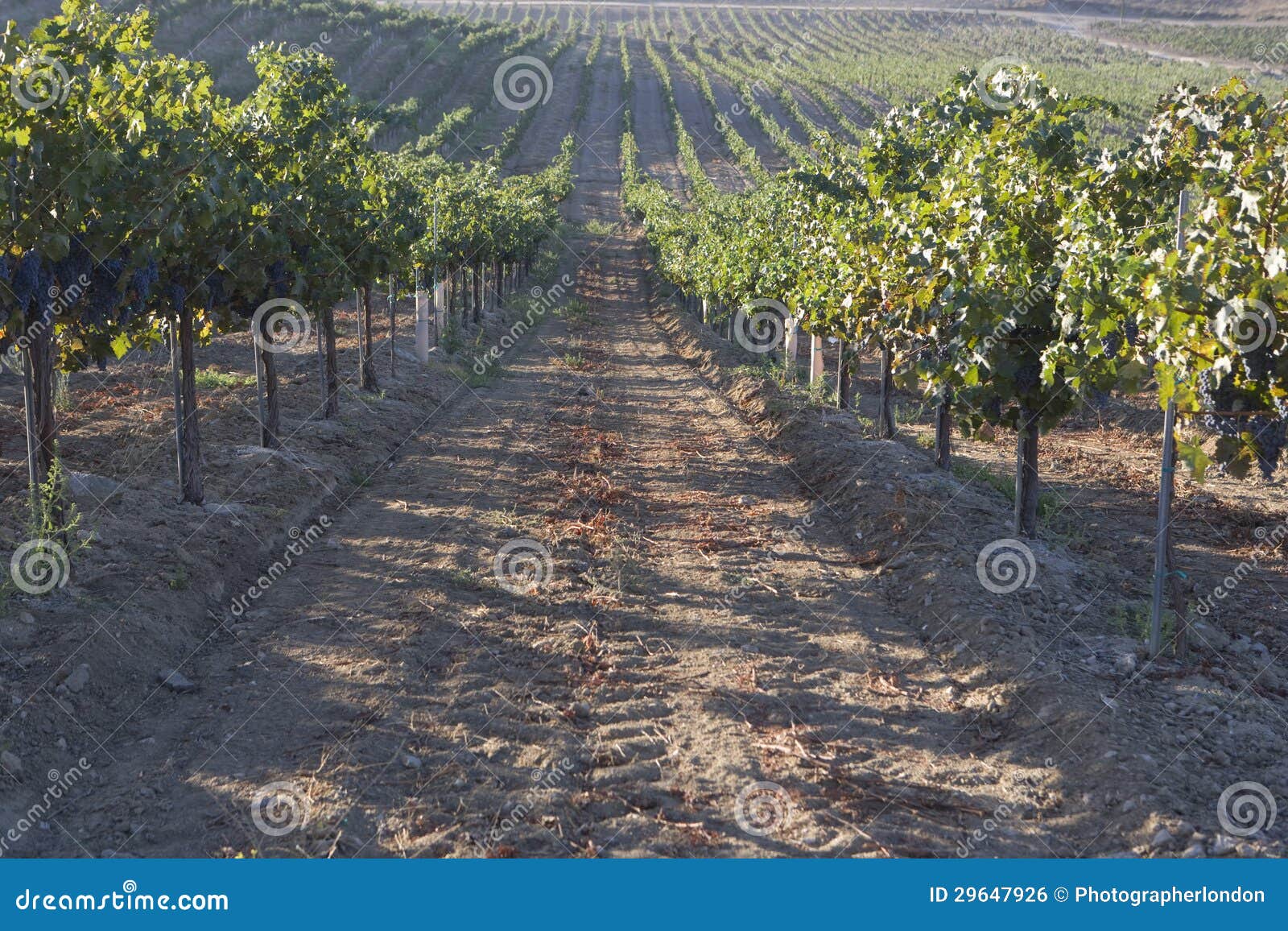Pathway in the Vineyard stock photo. Image of sunlight - 29647926