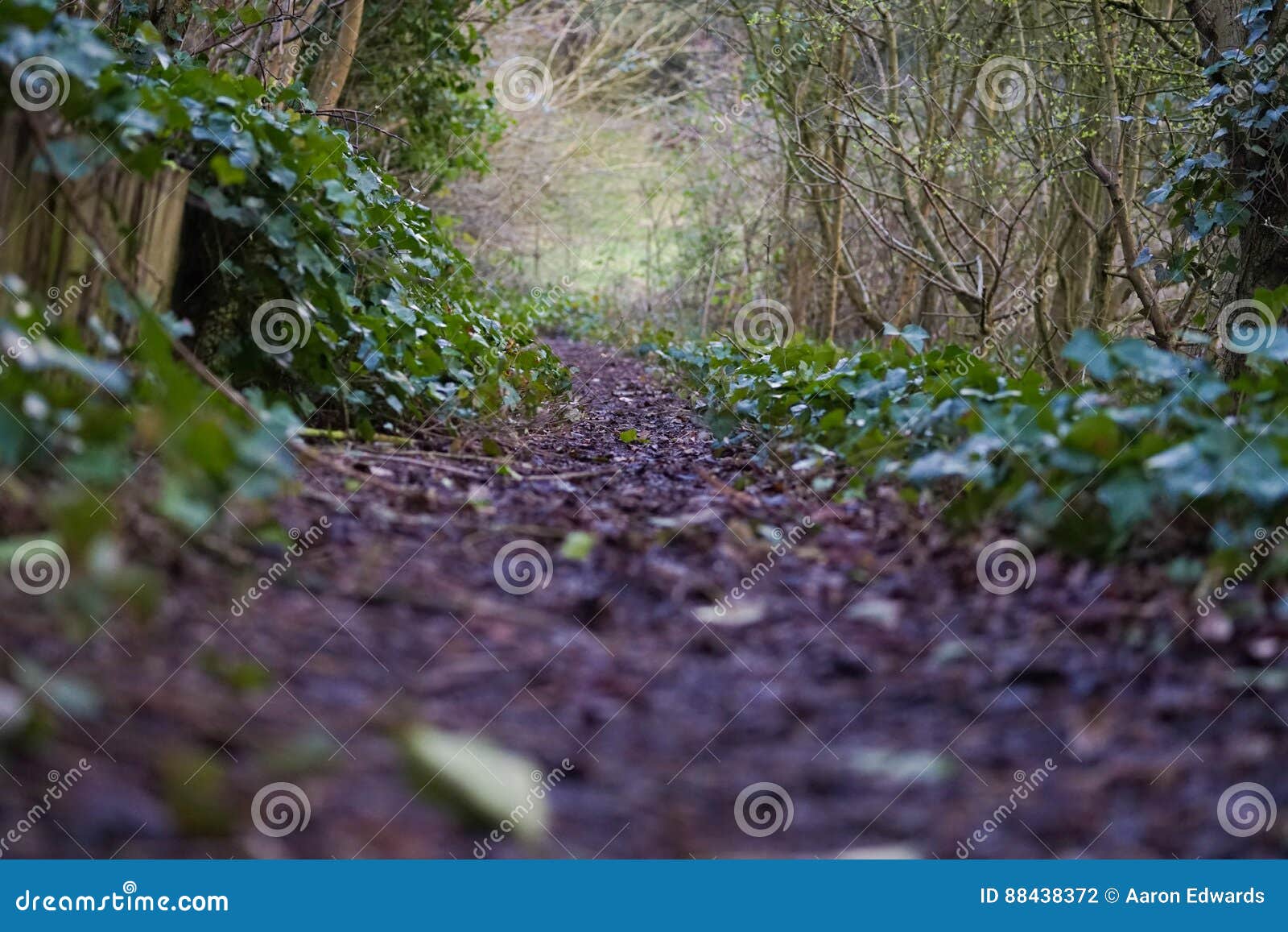 Pathway stock photo. Image of biome, grove, path, landscape - 88438372