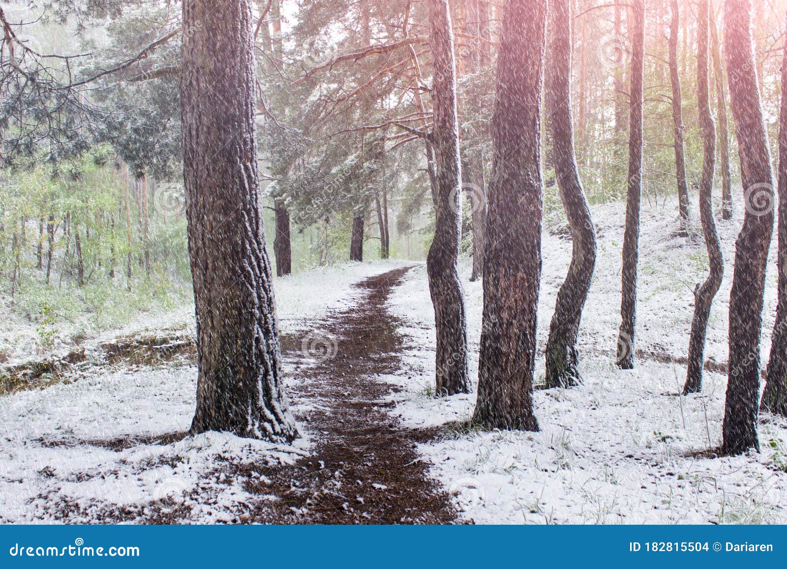 Pathway for a Walk in the Winter Forest Stock Photo - Image of road ...