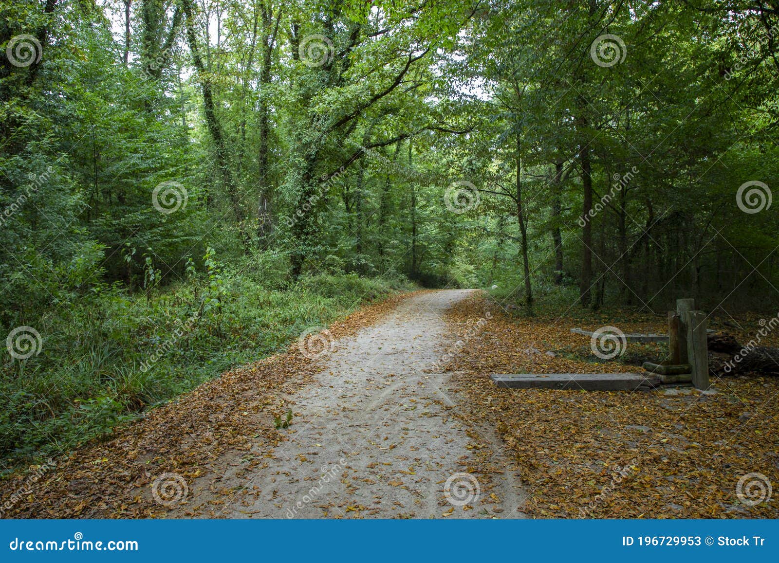 Pathway Walking Path in the Forest in Autumn Stock Image - Image of ...
