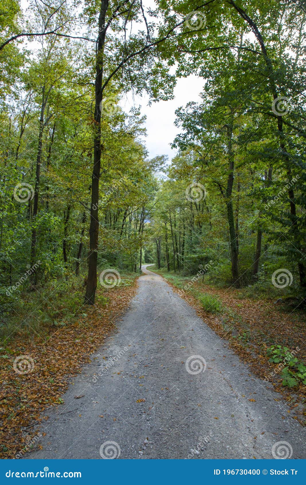 Pathway Walking Path in the Forest in Autumn Stock Photo - Image of ...