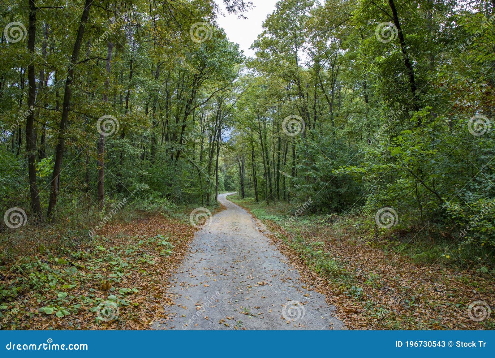 Pathway Walking Path in the Forest in Autumn Stock Image - Image of ...
