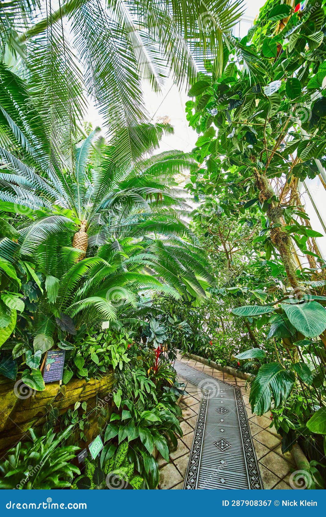 Pathway through Walkway with Plants Inside Conservatory of Flowers ...
