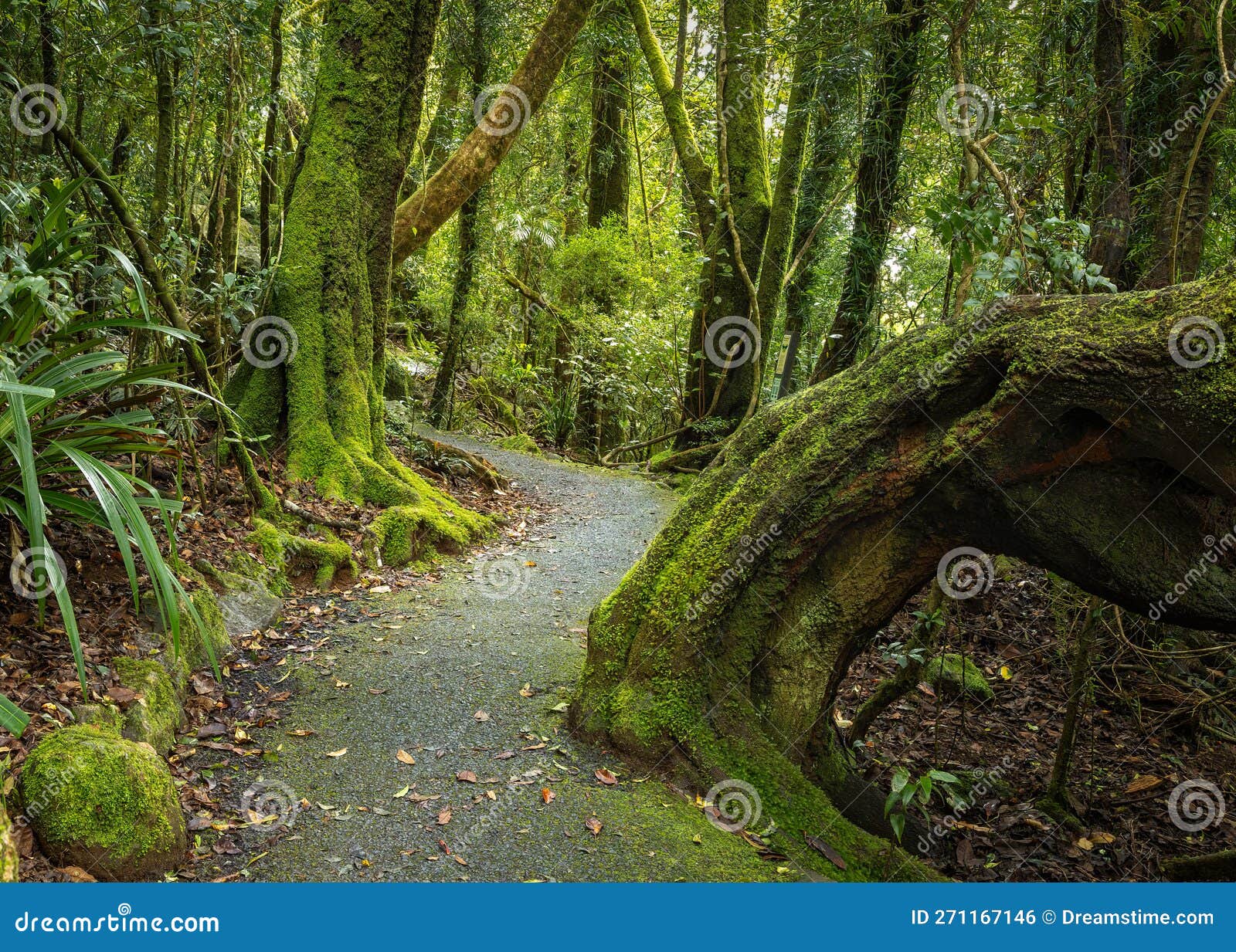 A Pathway through a Wet Rain Forest Stock Photo - Image of path ...