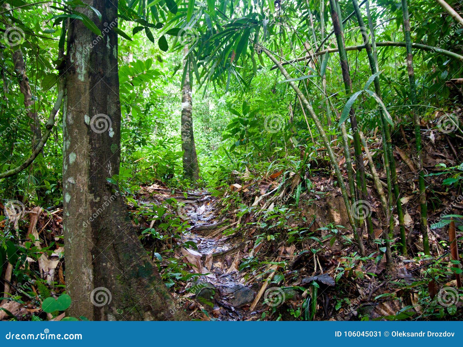 Pathway in a jungle stock image. Image of landscape - 106045031