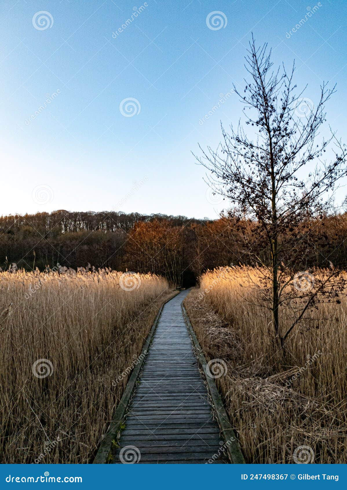 Pathway in the Wild with Sunset Stock Image - Image of plant, wild ...