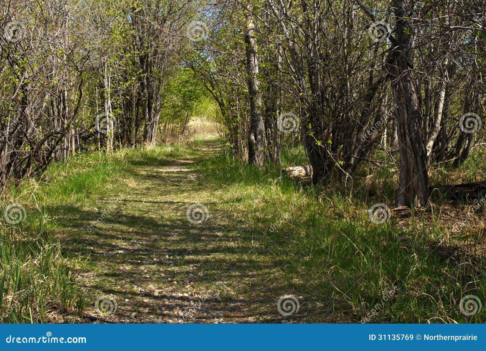 Pathway through Willows in Summer Stock Image - Image of summer, woods ...