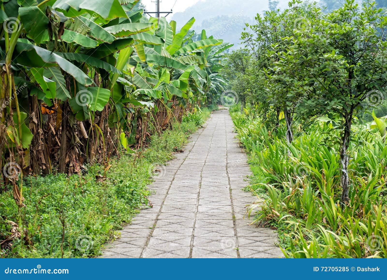 Pathway Winding in Forests Garden Stock Image - Image of direct, foot ...