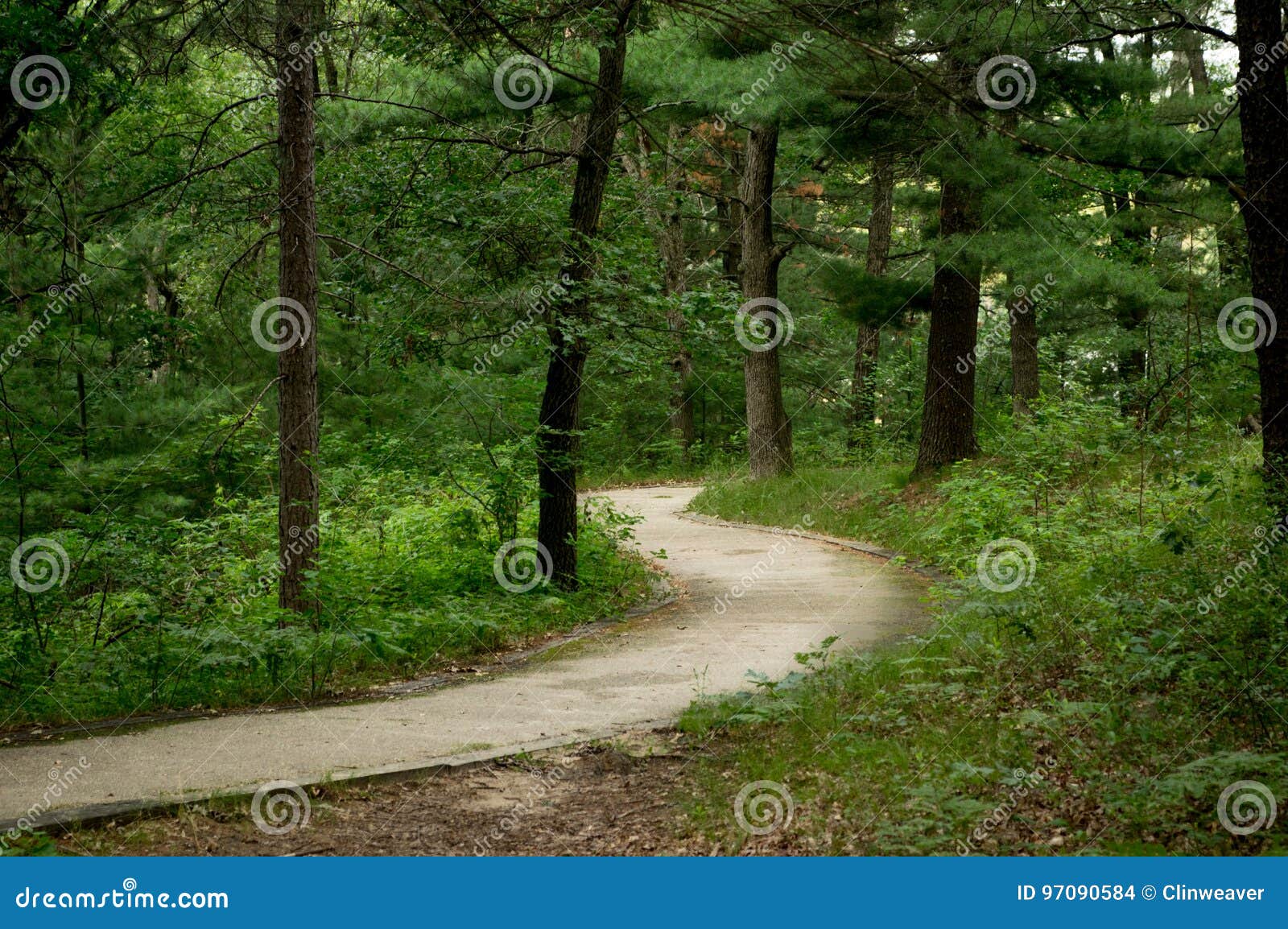Pathway in Pine Forest stock photo. Image of trees, spring - 97090584