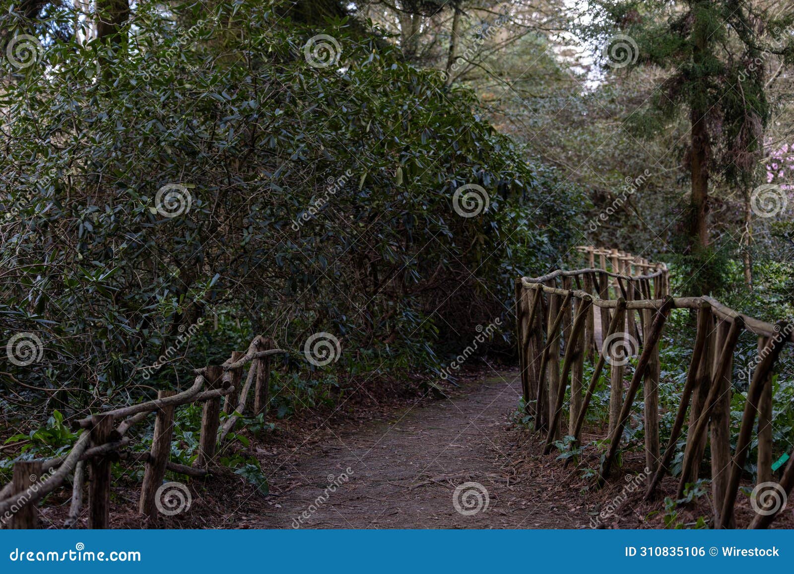 The Path is Going through the Dense Wooded Area Near Trees Stock Photo ...