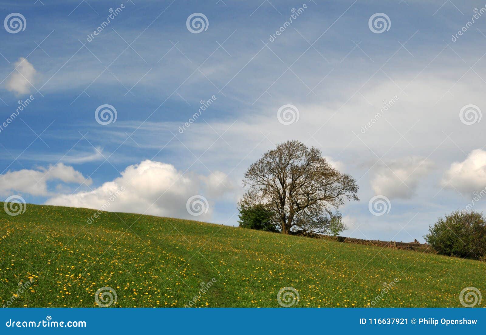 Pathway Winding Up Beautiful Flower Covered Hillside Pasture with a ...
