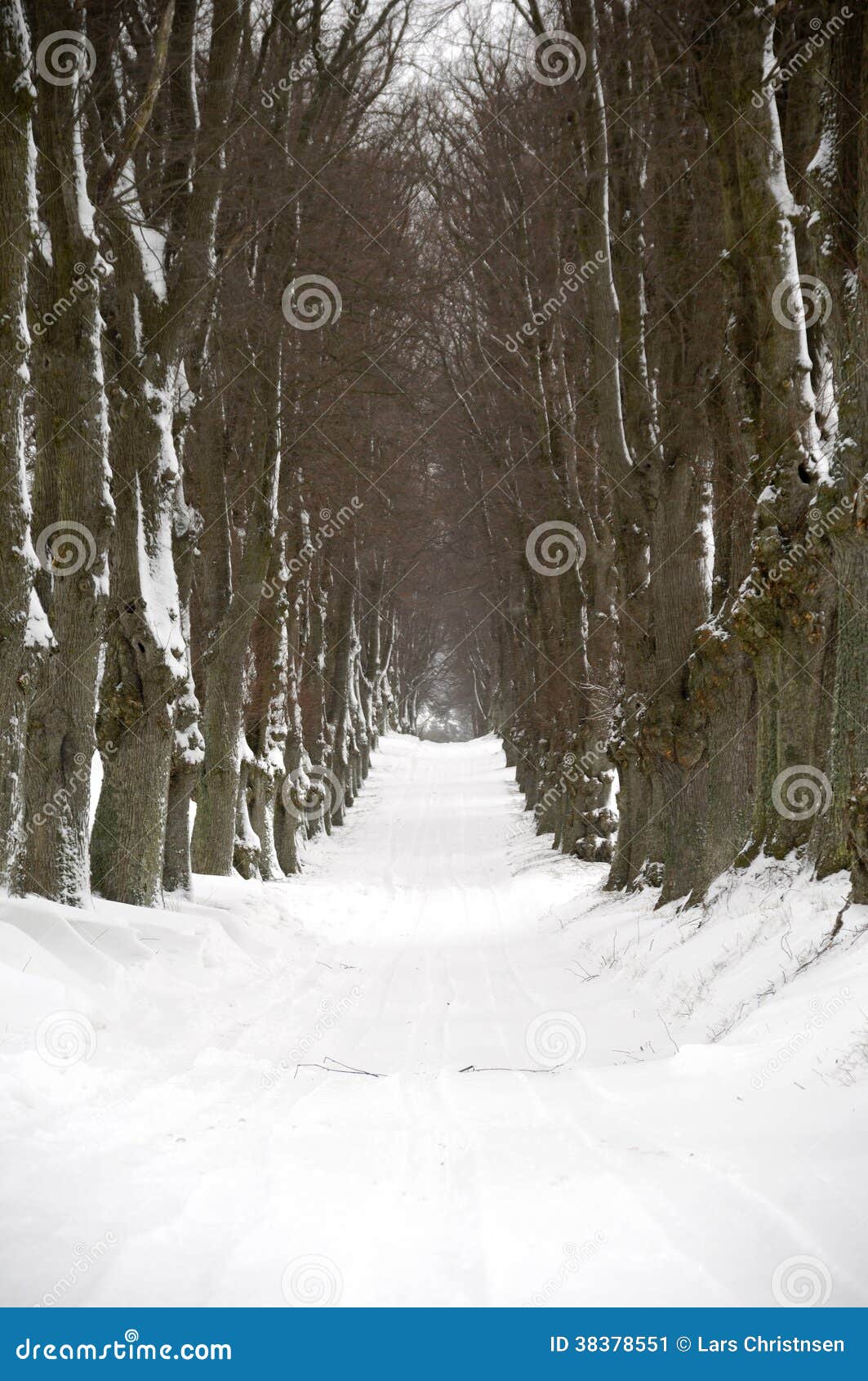 Pathway at winter stock image. Image of january, season - 38378551