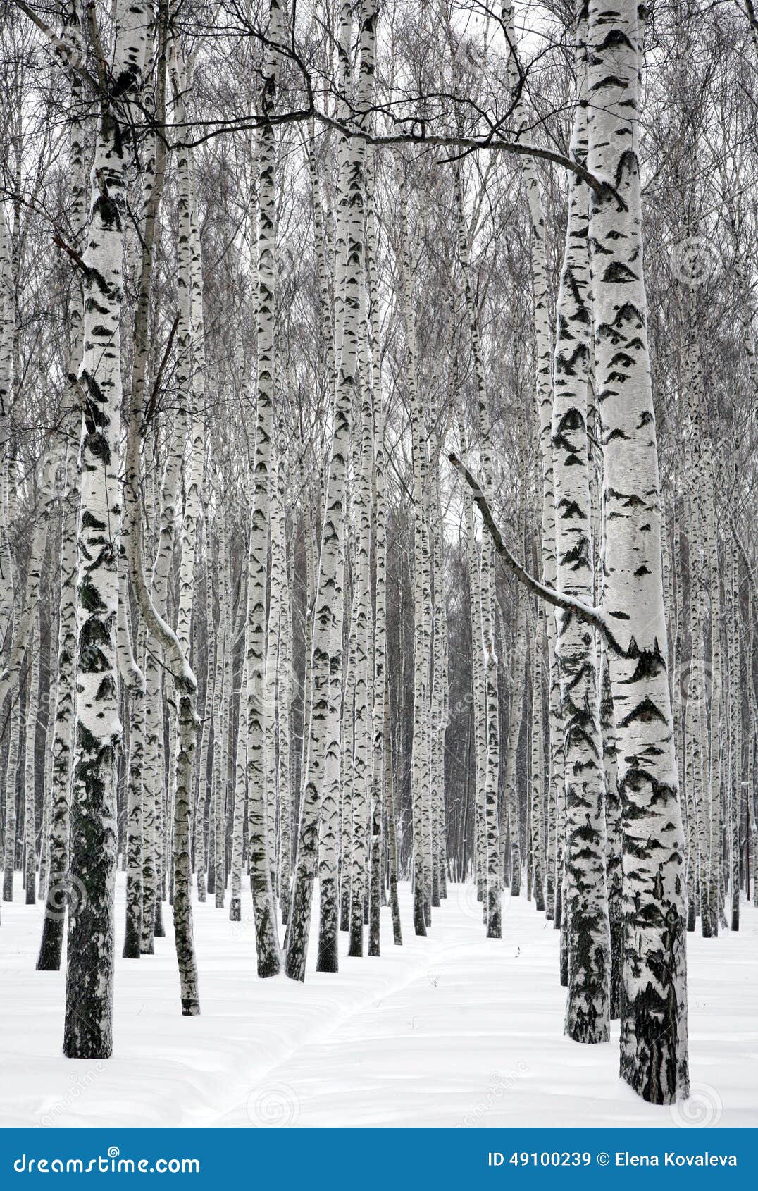 Pathway in Winter Birch Forest Stock Image - Image of january, park ...