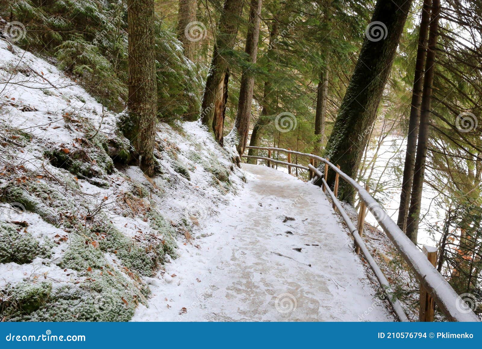 Pathway in winter forest stock photo. Image of december - 210576794