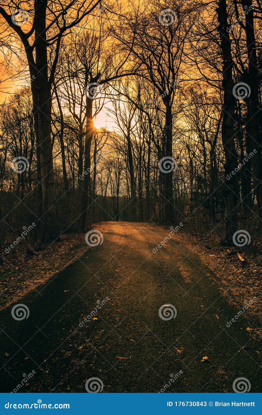 A Pathway in a Winter Forest with the Sunset Stock Image - Image of ...