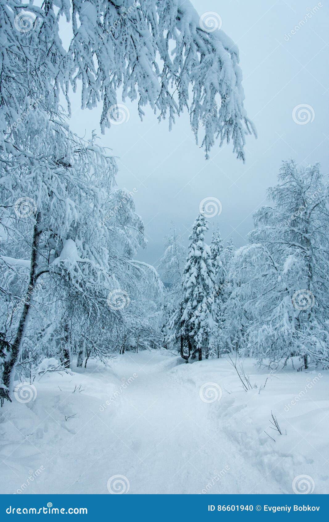 Pathway on the Winter Forest Stock Photo - Image of season, blue: 86601940