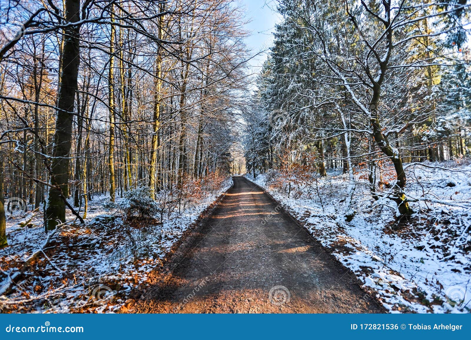 Pathway through an Winter Mountain Forest Stock Photo - Image of ...