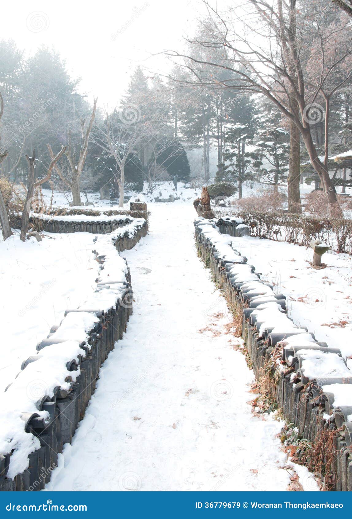 Pathway in the Winter stock image. Image of trees, tree - 36779679