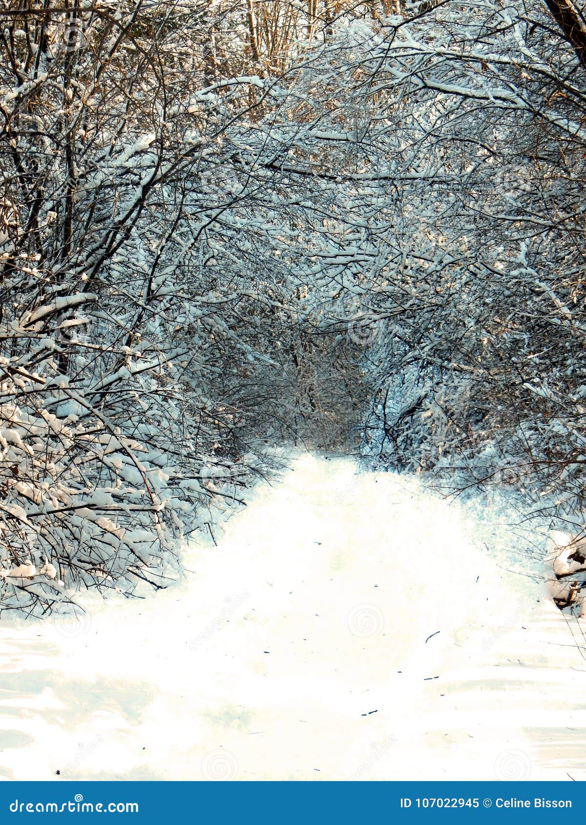 Pathway in the Woods Covered of Snow Stock Image - Image of branches ...