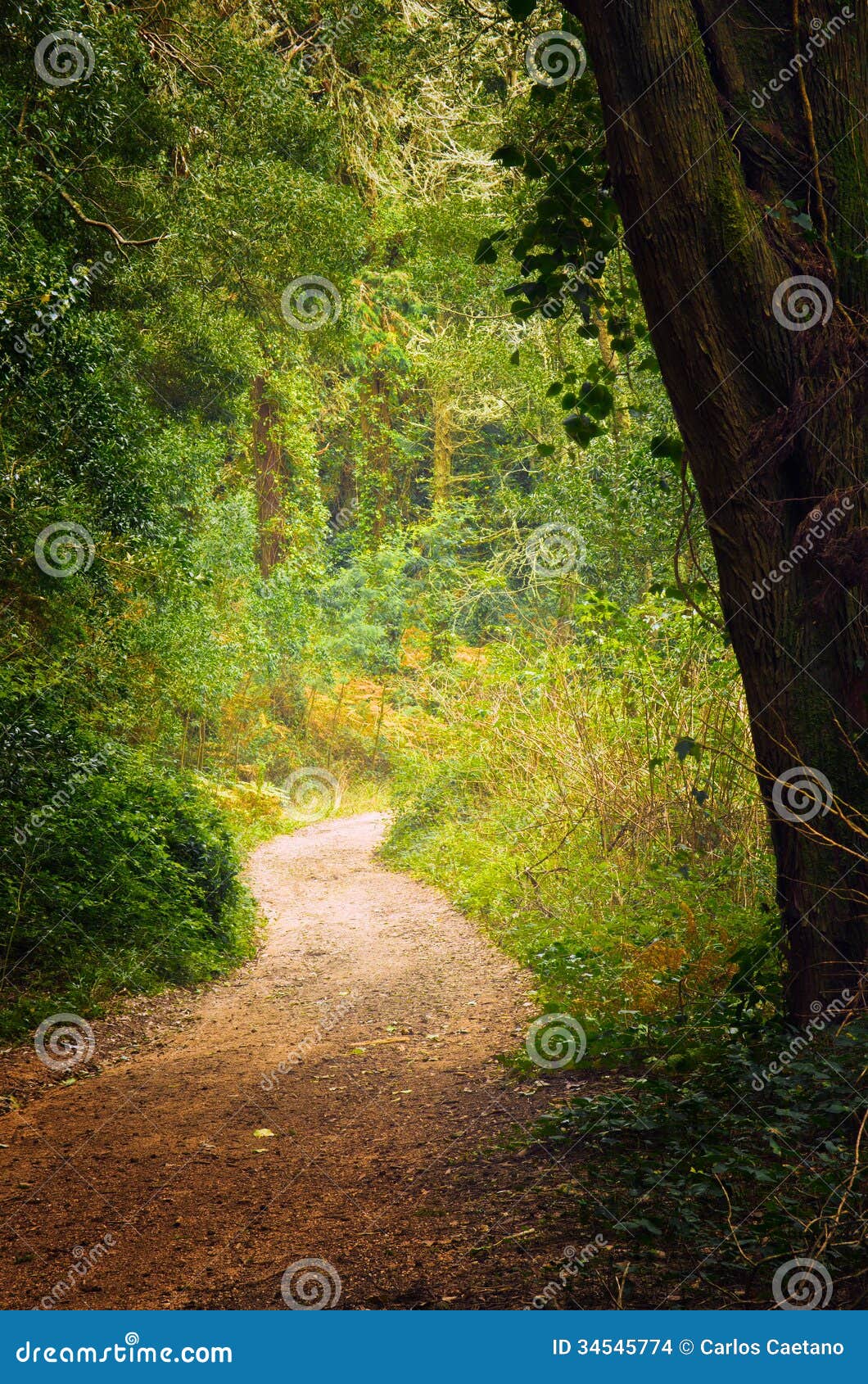 Pathway in the Woods stock photo. Image of mist, footpath - 34545774