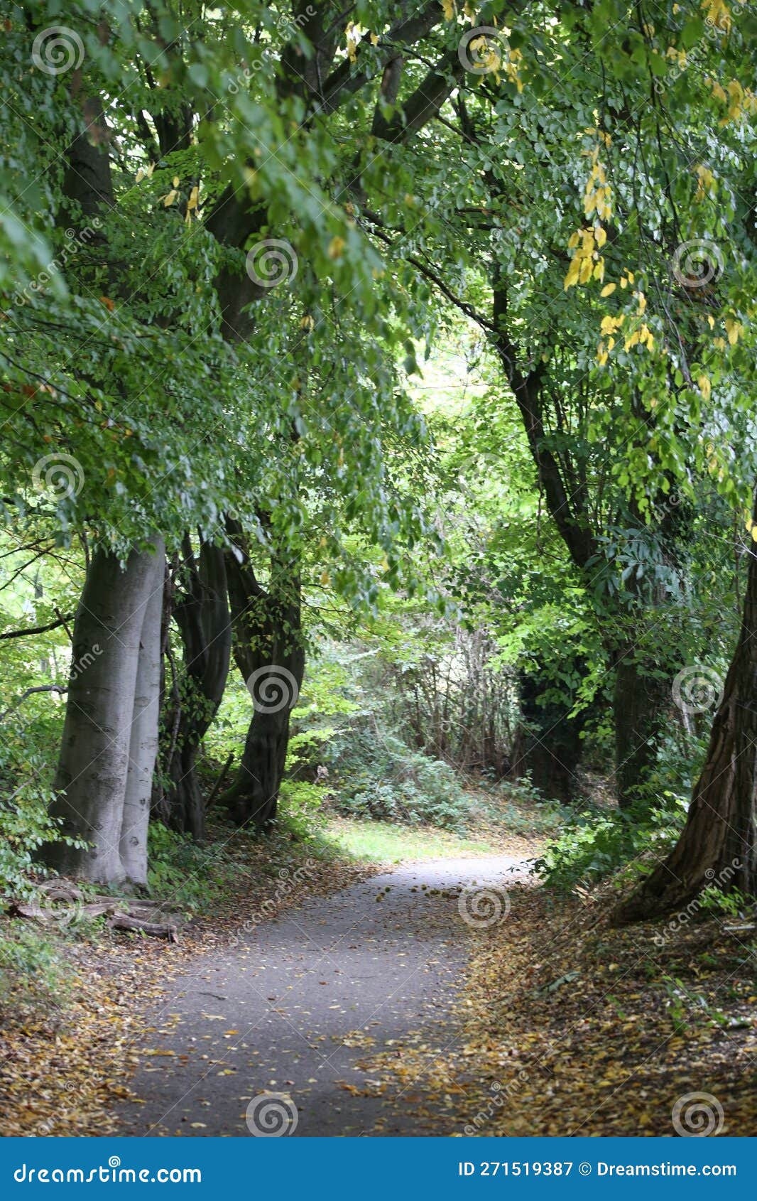 Pathway through the Woods with Fallen Leaves on the Ground Stock Image ...