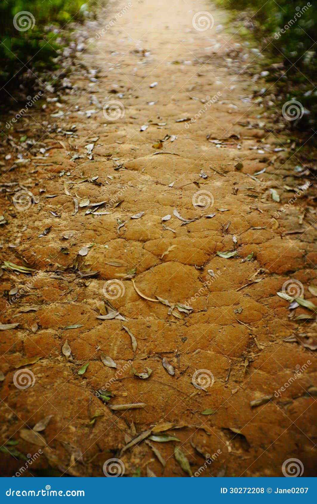The Pathway among the Woods Stock Photo - Image of geology, land: 30272208