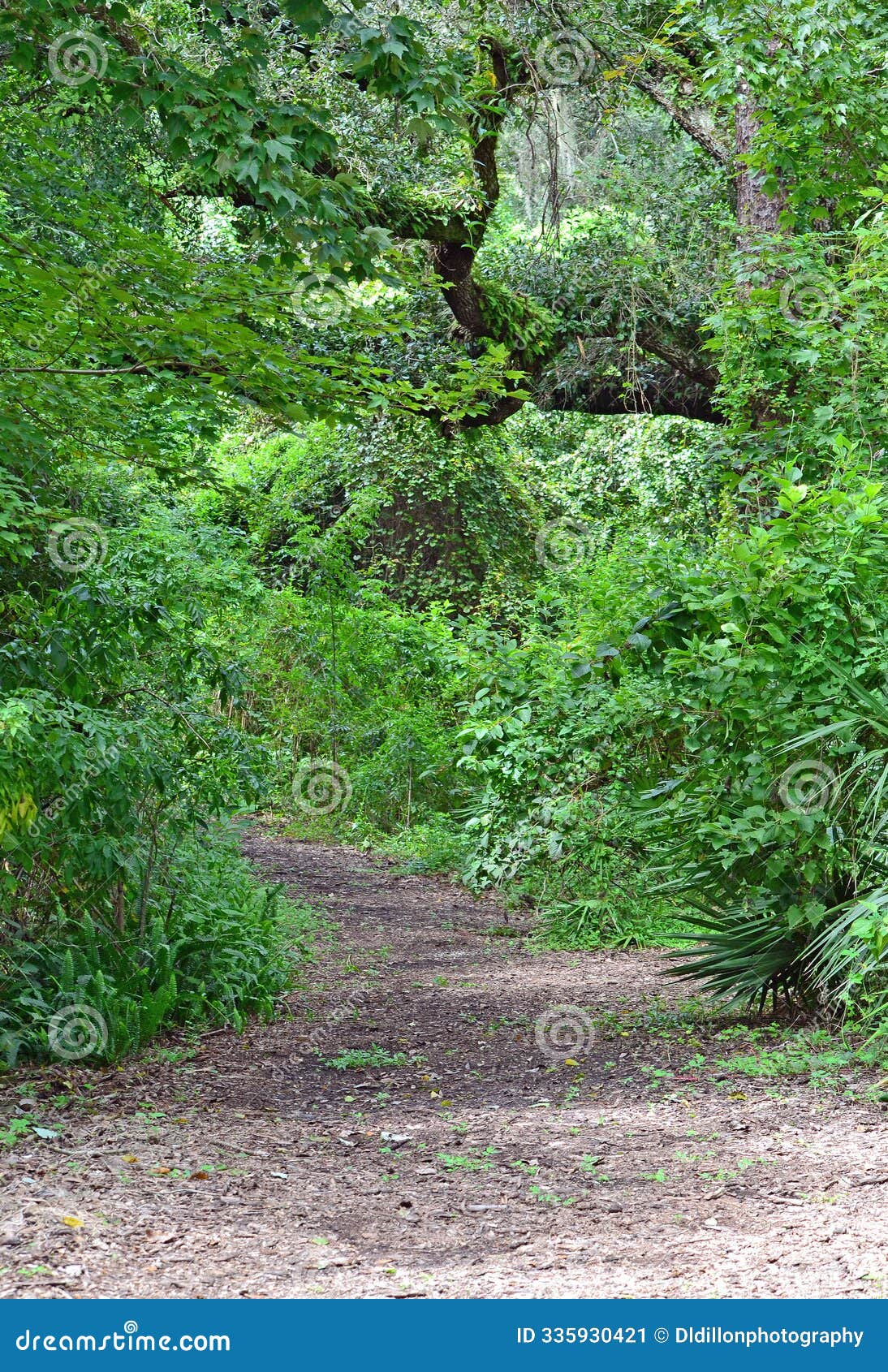 A pathway into the woods stock image. Image of trail - 335930421
