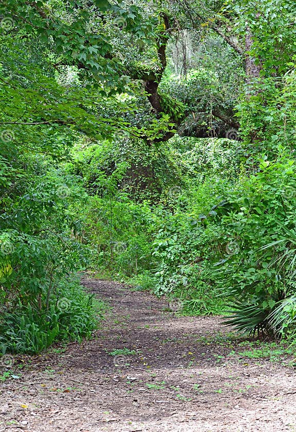 A pathway into the woods stock image. Image of trail - 335930421