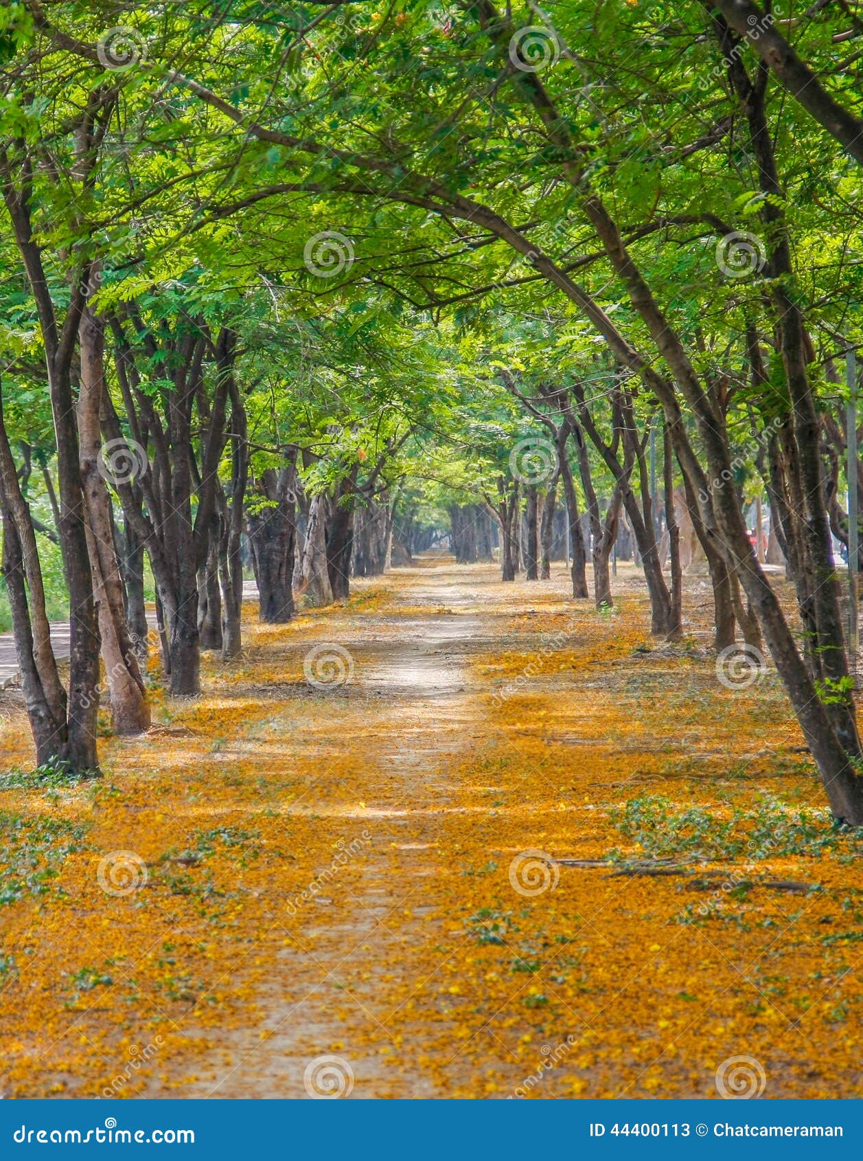 Pathway with Yellow Flowers Stock Image - Image of park, holiday: 44400113