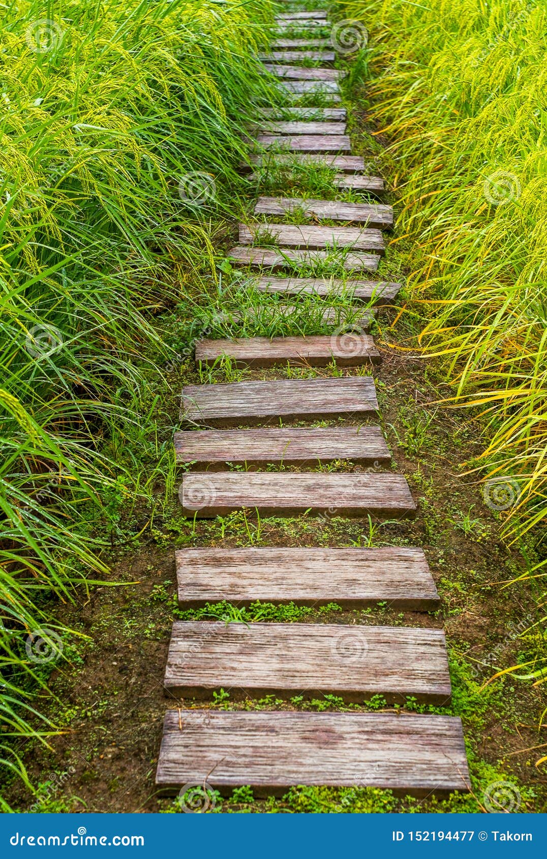 Pathways With Green Lawns, In The Garden. Top View Of Curve Walkway On ...