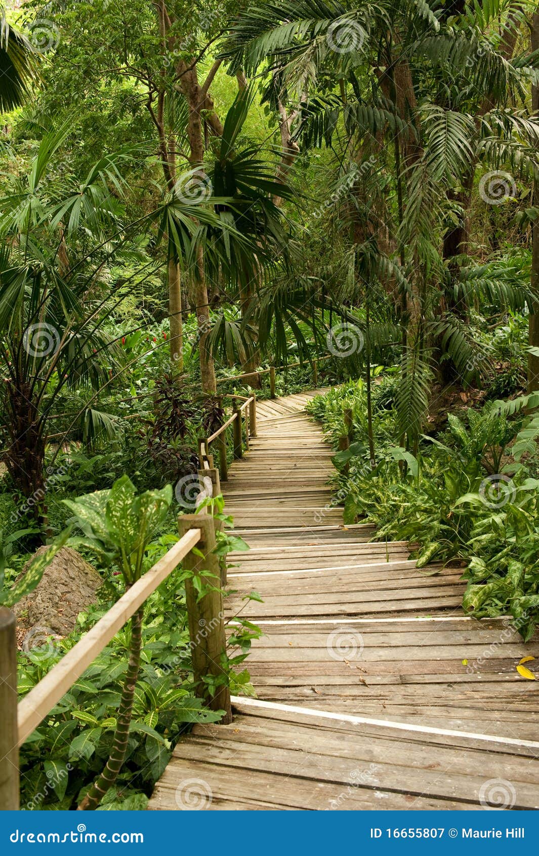 Pathways in the jungle stock image. Image of tropical - 16655807