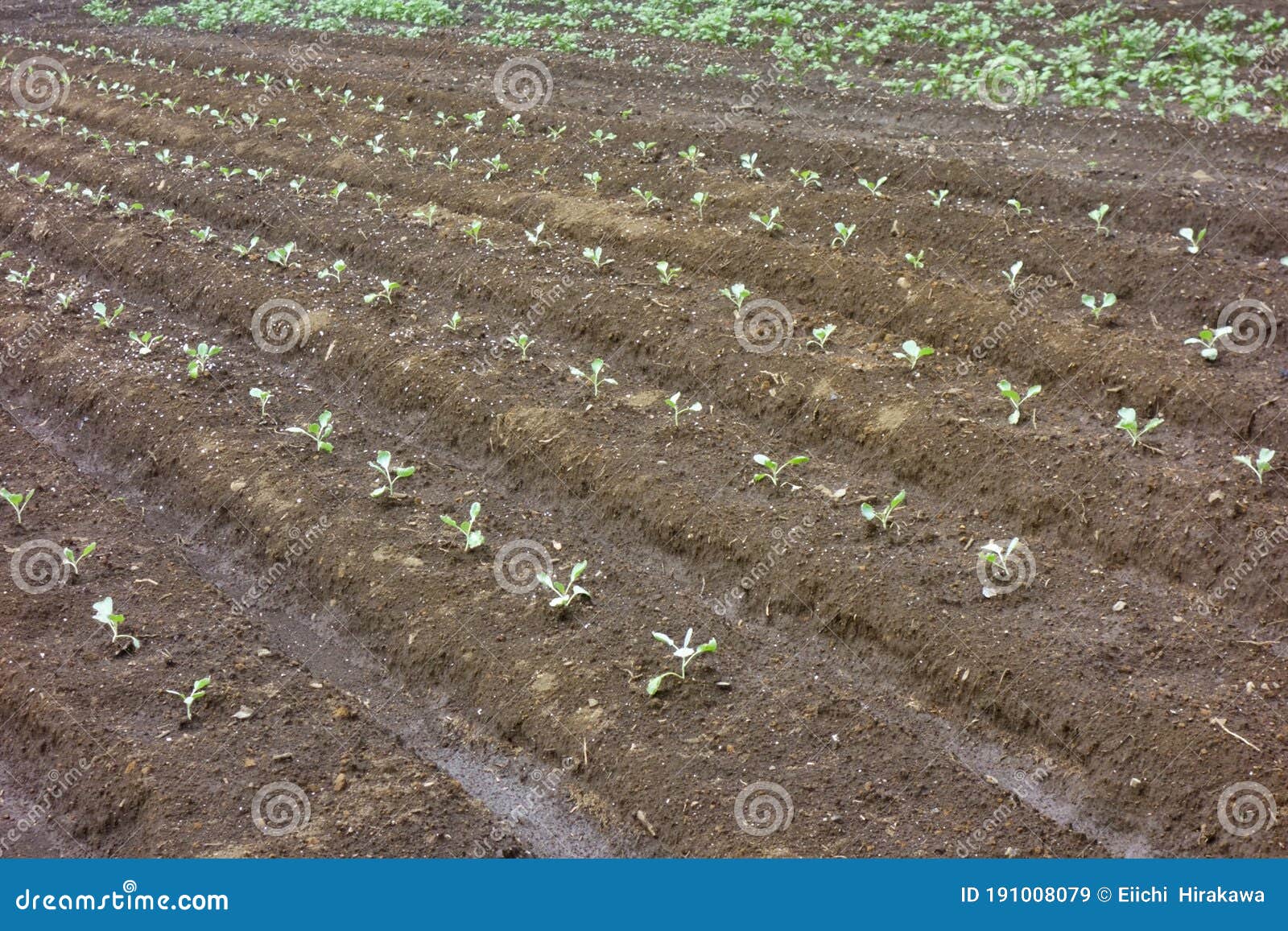 Pattern of Saplings in the Field Stock Image - Image of plantation ...
