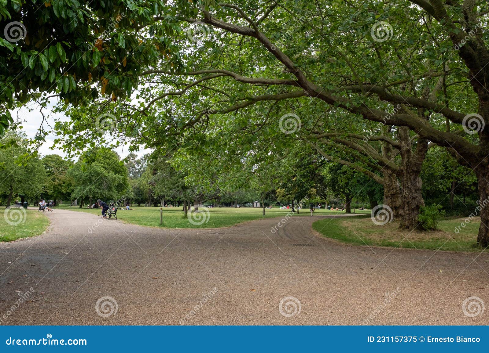 Pathways To the Park, Tree with Extremely Long Branches. Finsbury Park ...