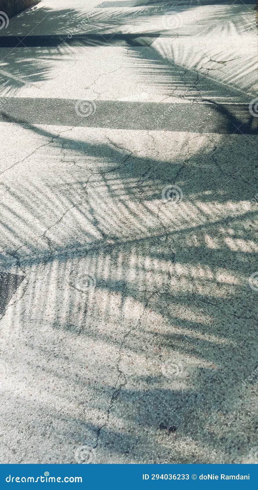 Shadow Of Coconut Tree Stock Image | CartoonDealer.com #43143019
